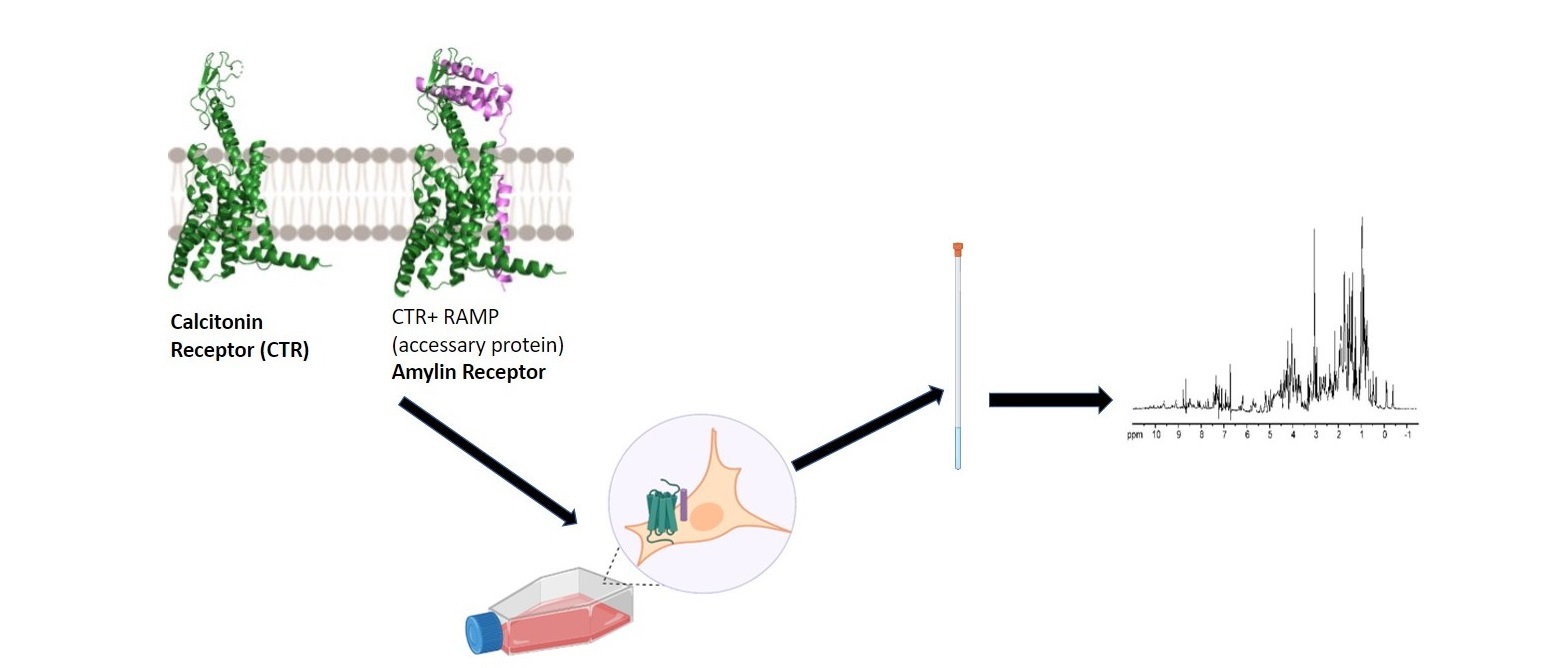 Metabolism and Related Disorders – Protein NMR LAB