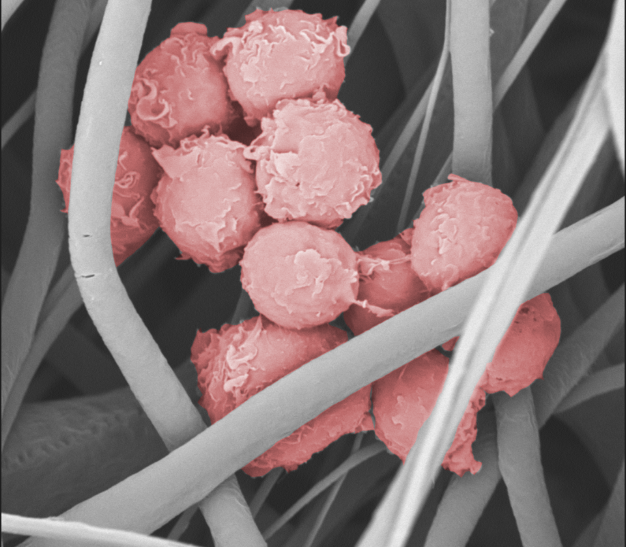 Lab 602, BSBE, IIT Bombay