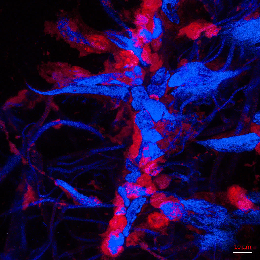 Cell and tissue Engineering Lab IIT Bombay – Lab 602, BSBE, IIT Bombay
